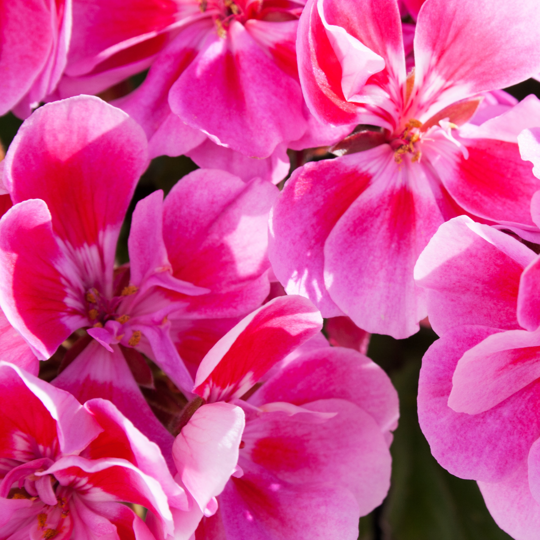 Géranium rosat Français : culture, utilisation et bienfaits - Oden – ODEN