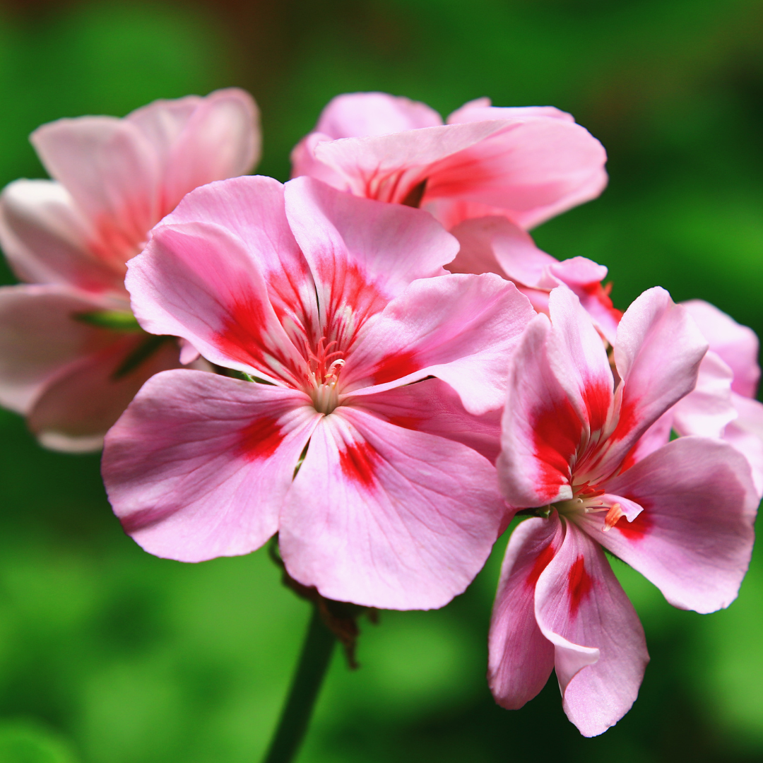 Géranium rosat Français : culture, utilisation et bienfaits - Oden – ODEN