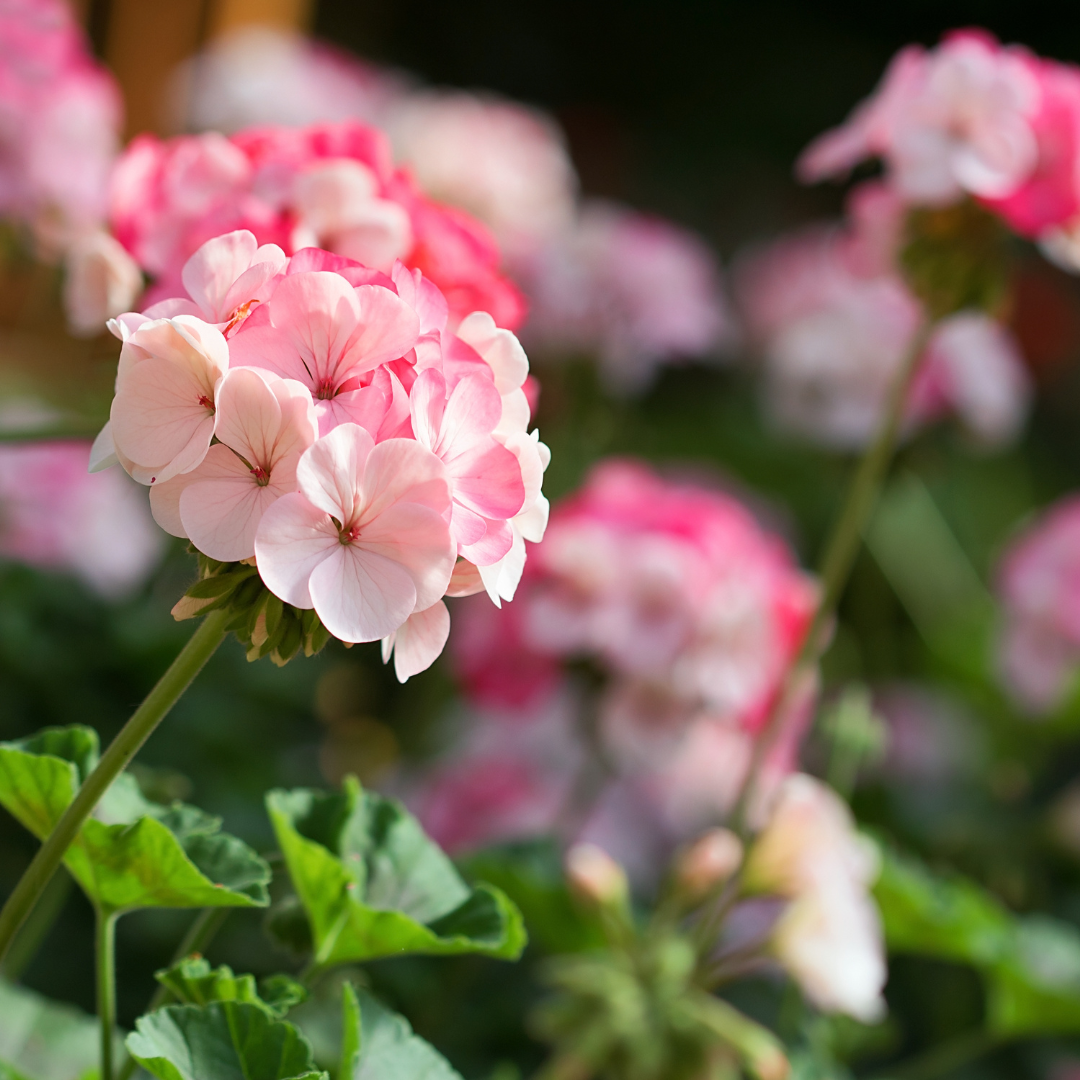 Géranium rosat Français : culture, utilisation et bienfaits - Oden – ODEN