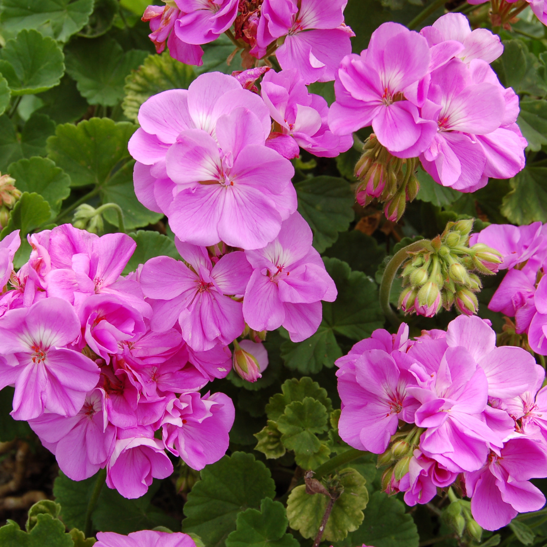 Géranium rosat Français : culture, utilisation et bienfaits - Oden – ODEN