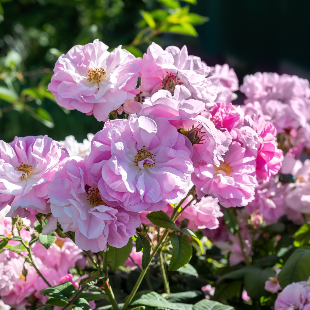 Rose de Damas, histoire, culture, huile essentielle et eau florale - ODEN