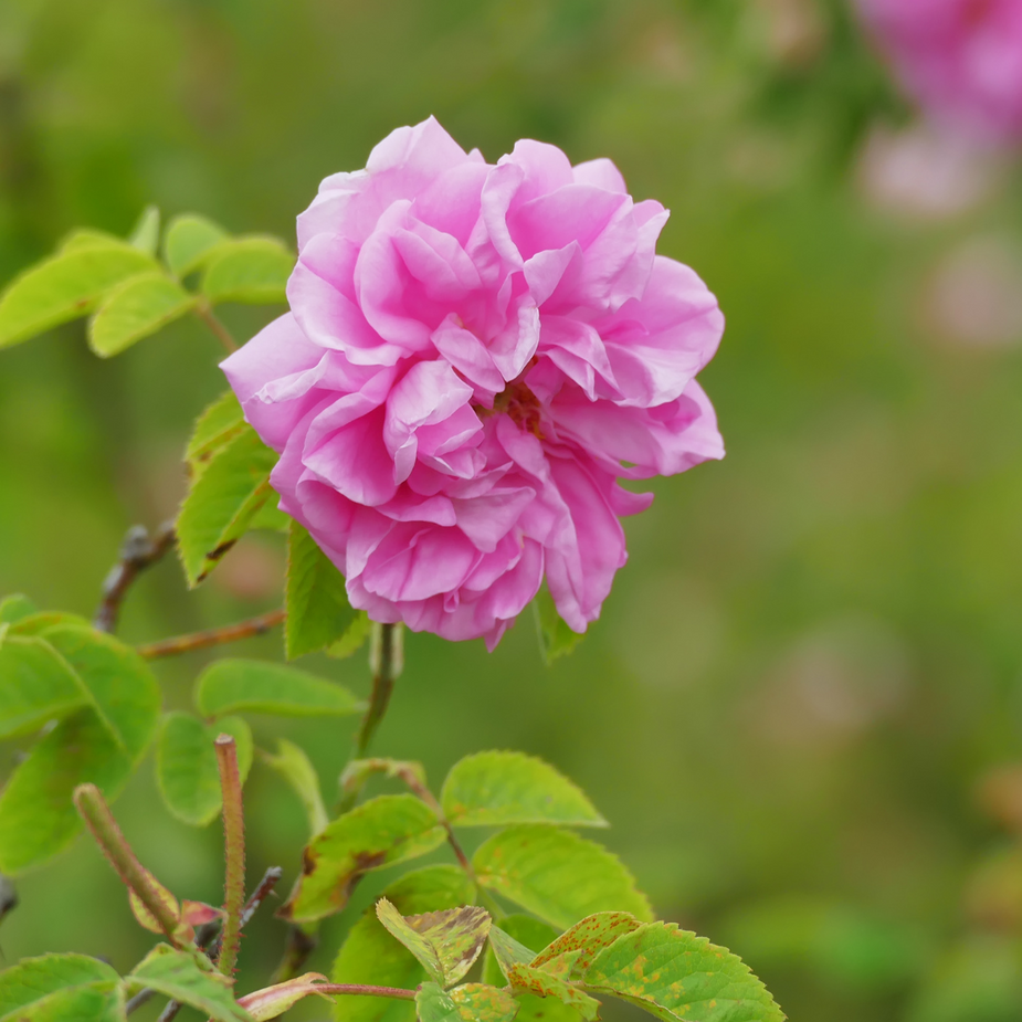 Rose de Damas, histoire, culture, huile essentielle et eau florale - ODEN